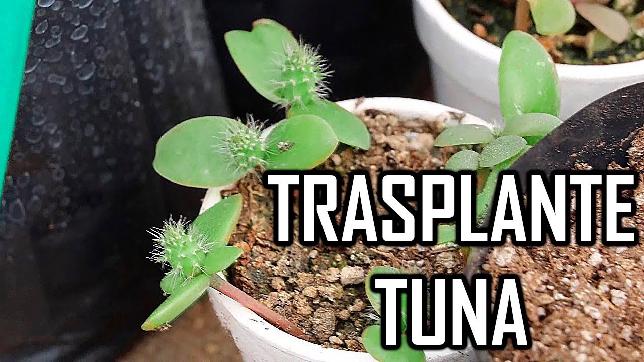 Transplante de plantas de tuna! || México Verde - YouTube