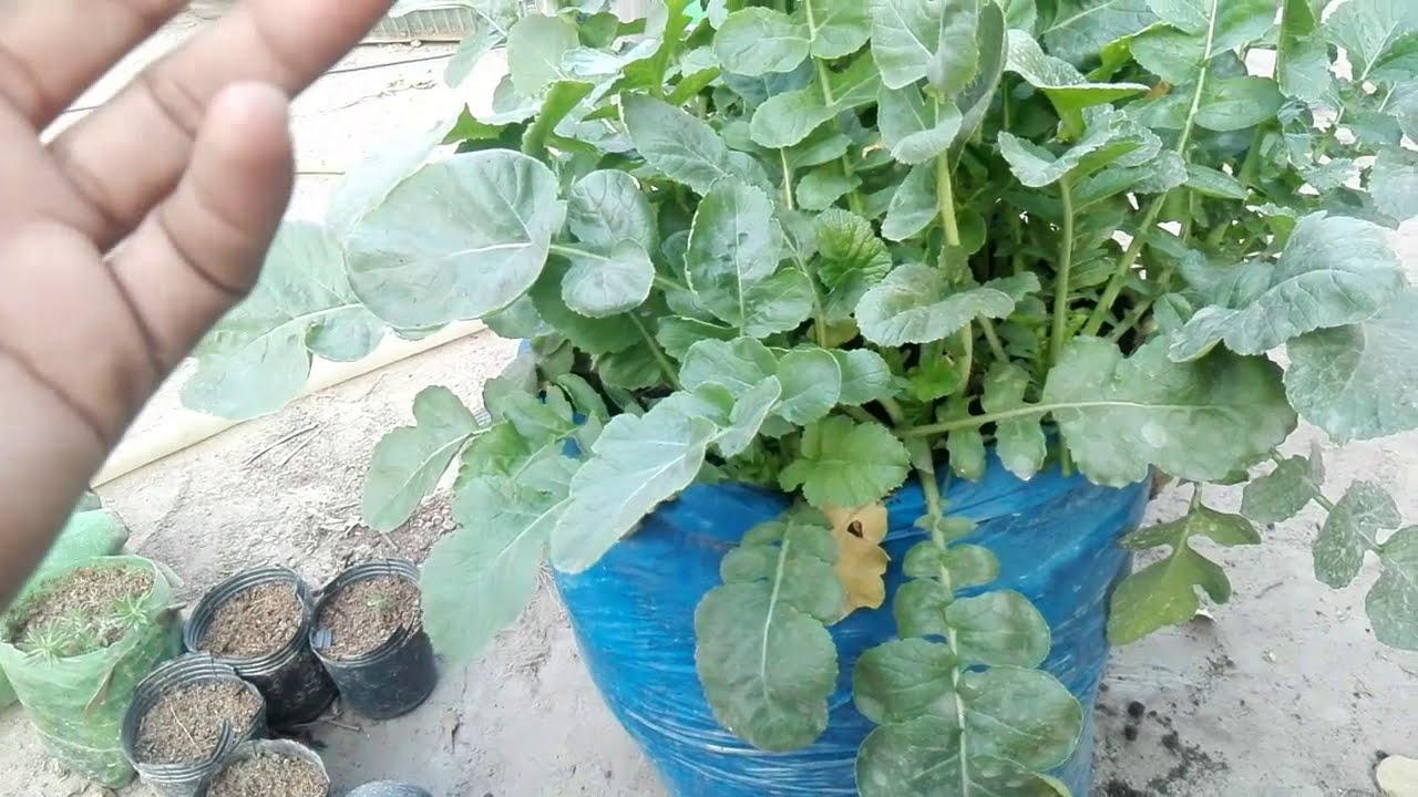 Growing Raddish information at home gardening - YouTube