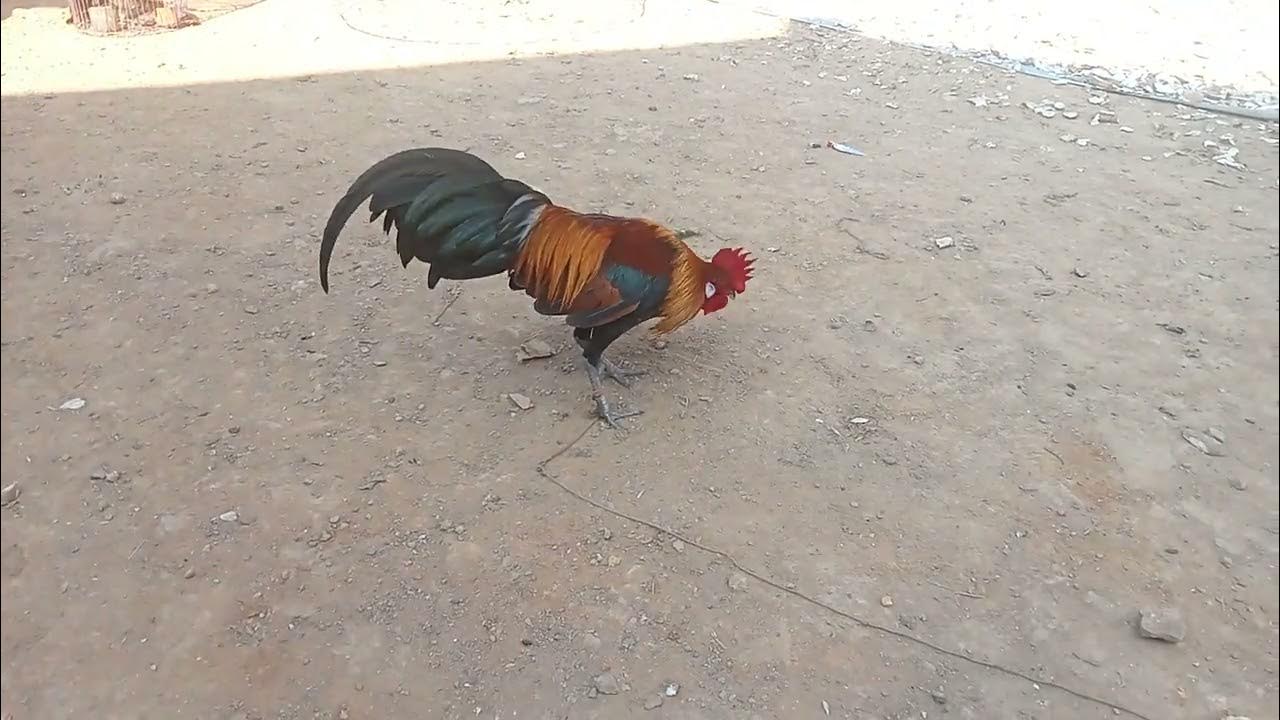 saib qaib qus qaib dib ua si nawb npy txhua tug.. - YouTube