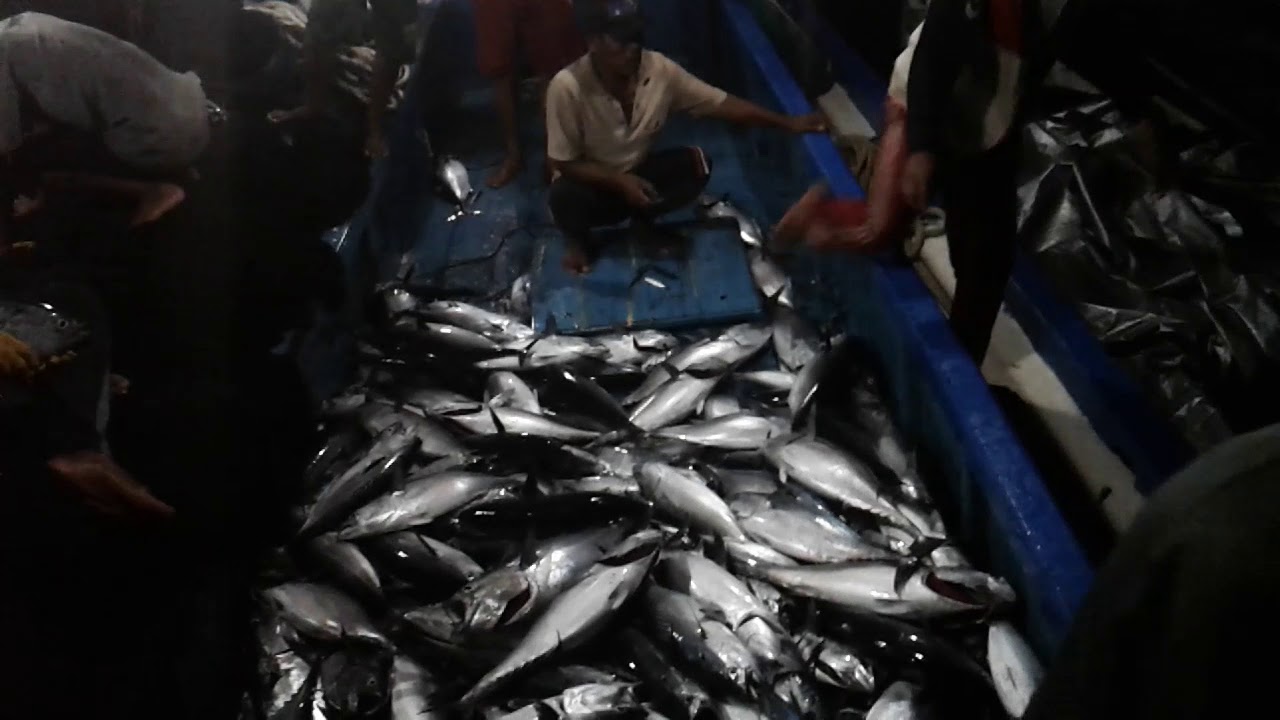 Penangkapan ikan cakalang - YouTube