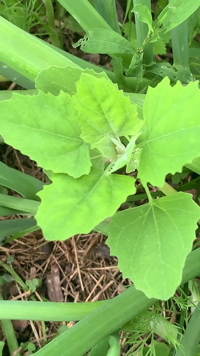 Caprita sau Chenopodium album - YouTube