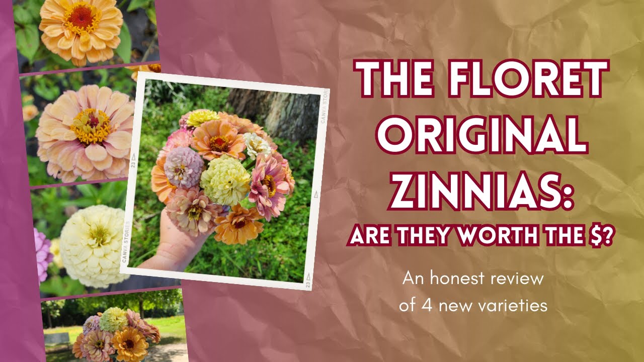 The Floret Original Zinnias: Are they worth the $? An honest review of ...