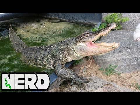 FEEDING OUR HUNGRY ALLIGATOR WALLY RODENTS