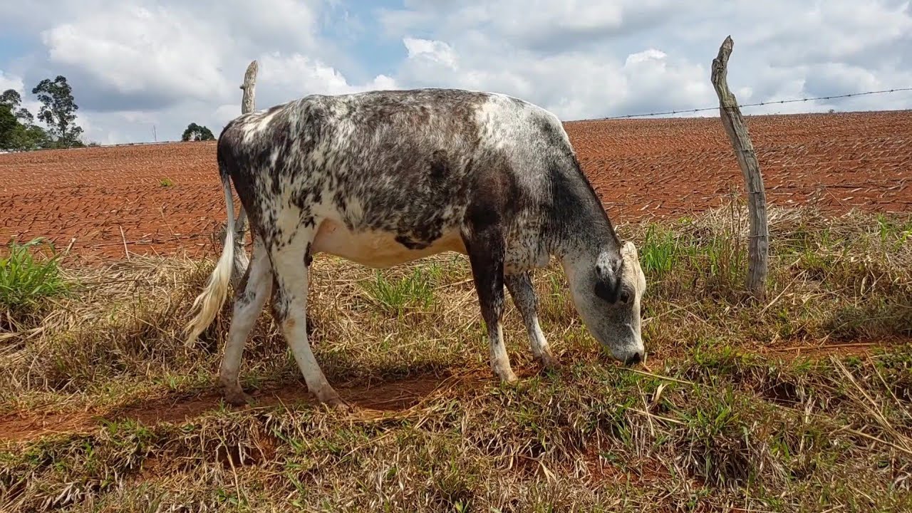 PREÇO DE UMA NOVILHA MOJANDO NA MINHA REGIÃO MG - YouTube