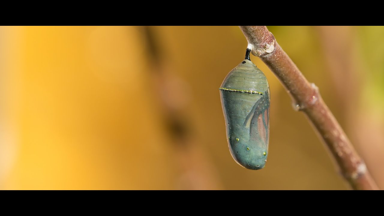 We are the imaginal cells with Alixa García - YouTube