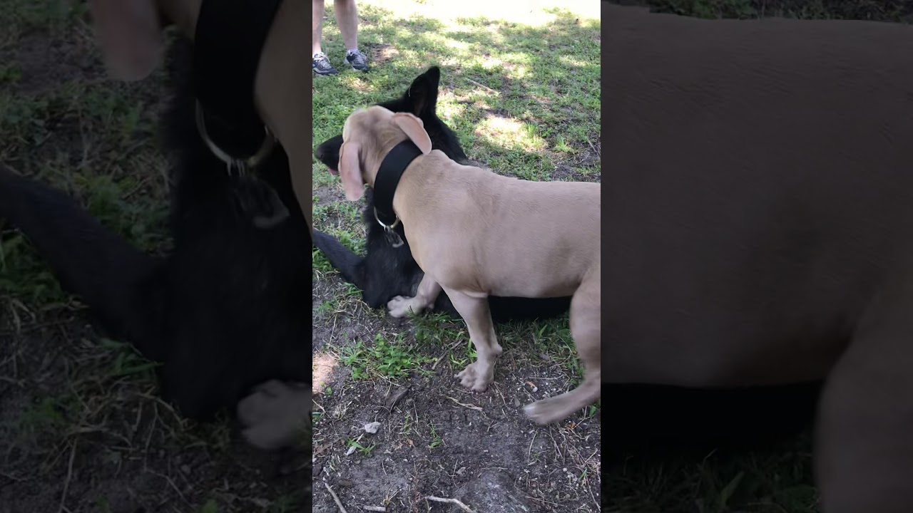 Wolf hybrid vs Pitbull - YouTube