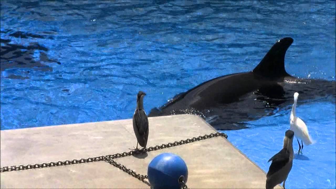Kalia Hunting Birds - YouTube