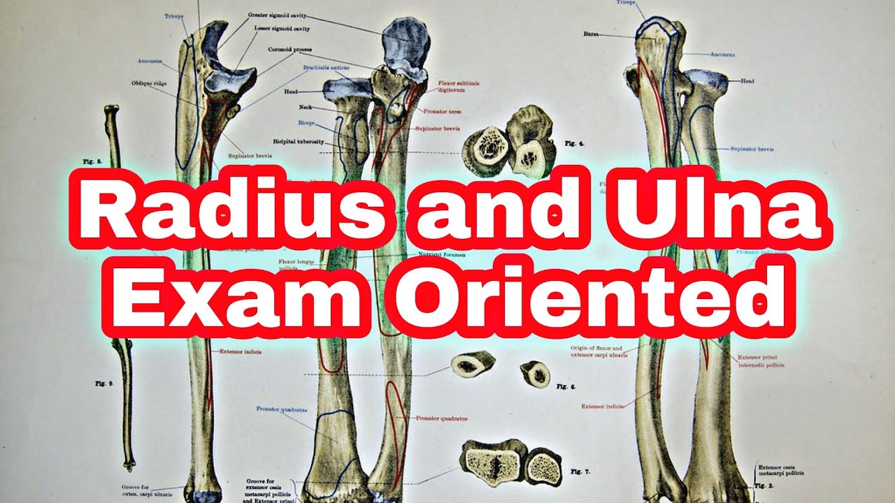 Radius and Ulna|Long Bones|Simplified|Exam Oriented - YouTube