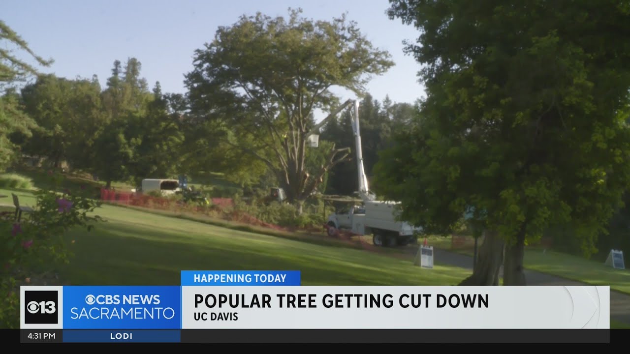 Iconic tree along picturesque stretch of UC Davis Arboretum cut down ...