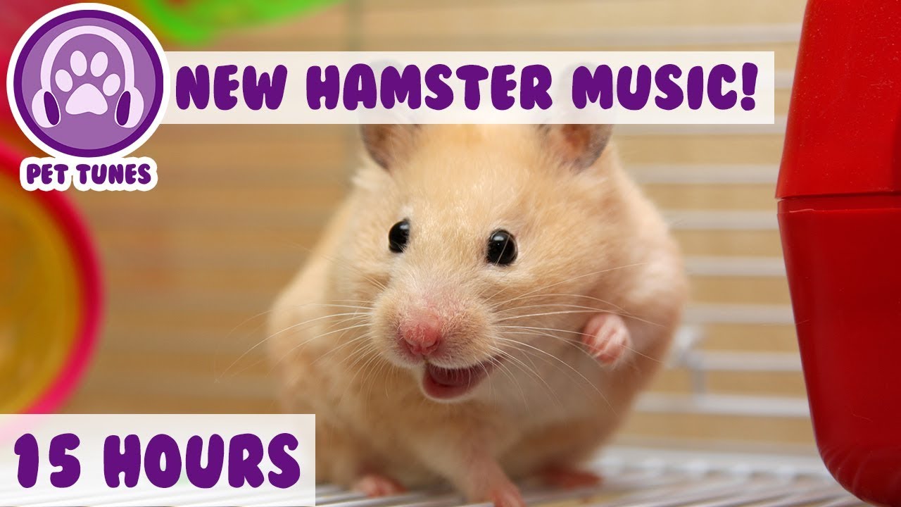 NEW Relax My Hamster! Longest Playlist Yet! How to Calm My Hamster? Soothing Music For Hamsters ...