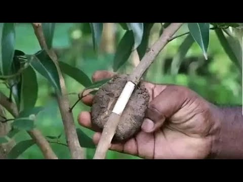 Air layering techniques | Easy way to do air layering and plant propagation - YouTube