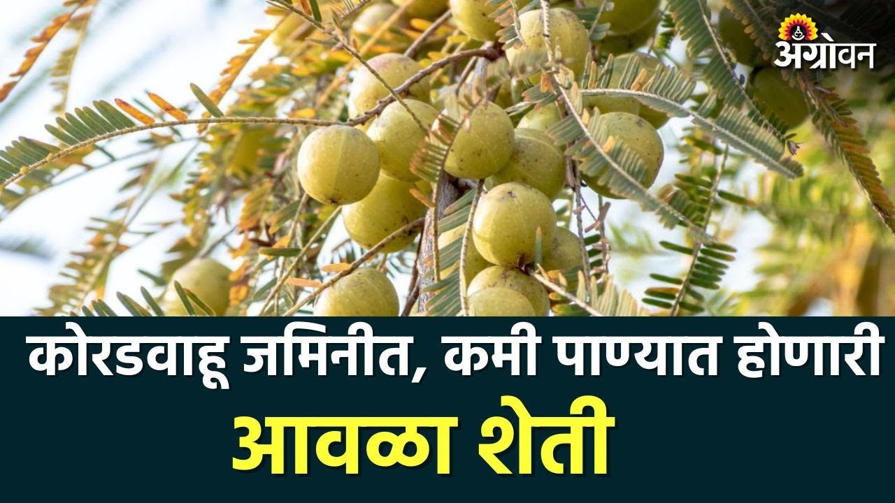 Amla Farming : कशी कराल आवळ्याची शेती? |Agrwon | ॲग्रोवन - YouTube