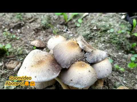 Tebietden menzereler#hezinmusiqiler#soonvideo#duygusalmüzikler #tebiet #maraqlivideolar #menzereler