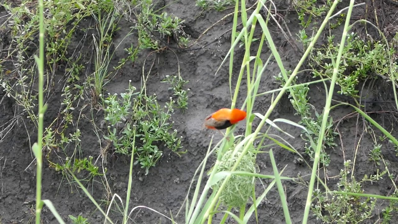 Red Bishop bird nest building - YouTube