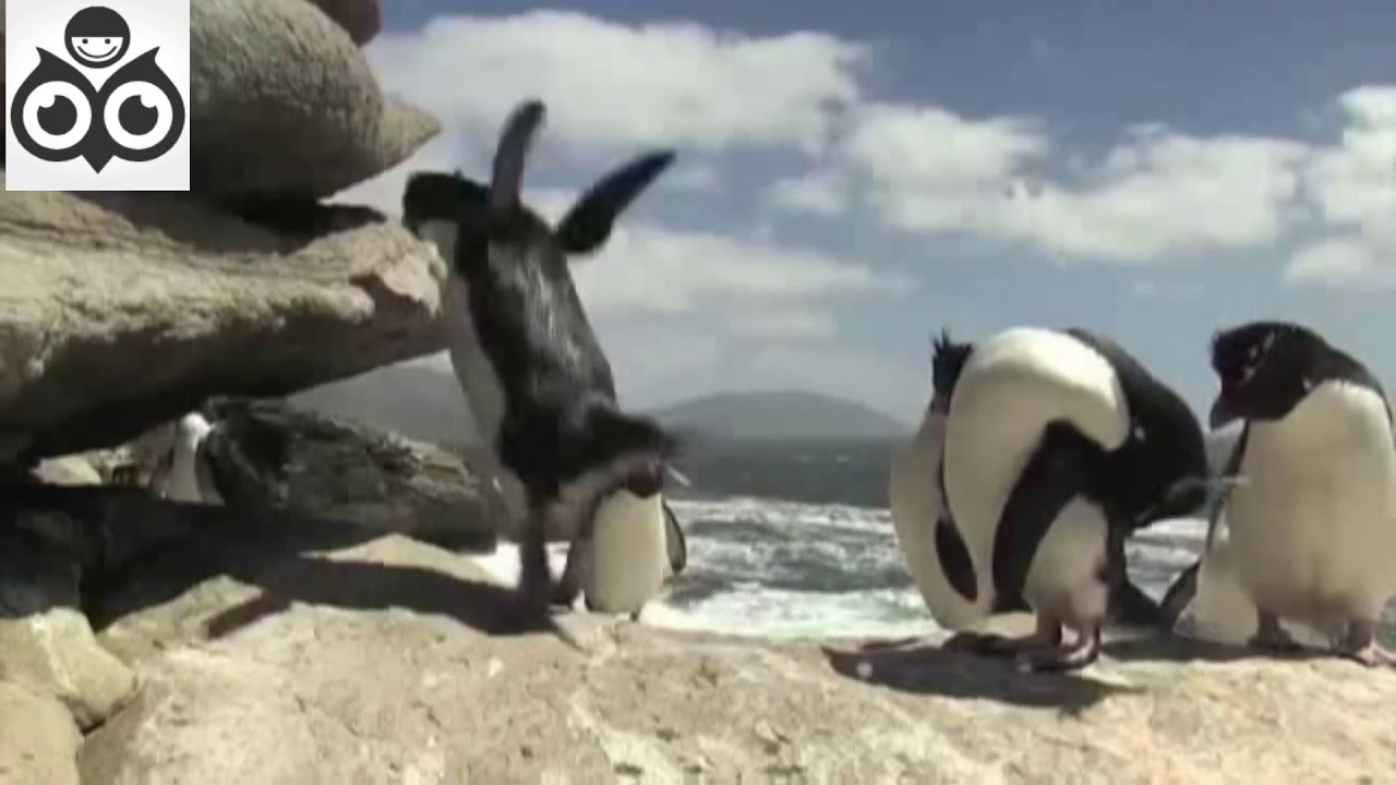 Penguin Videos Compilation 🐧 2020 🐧 | That's Funny - YouTube