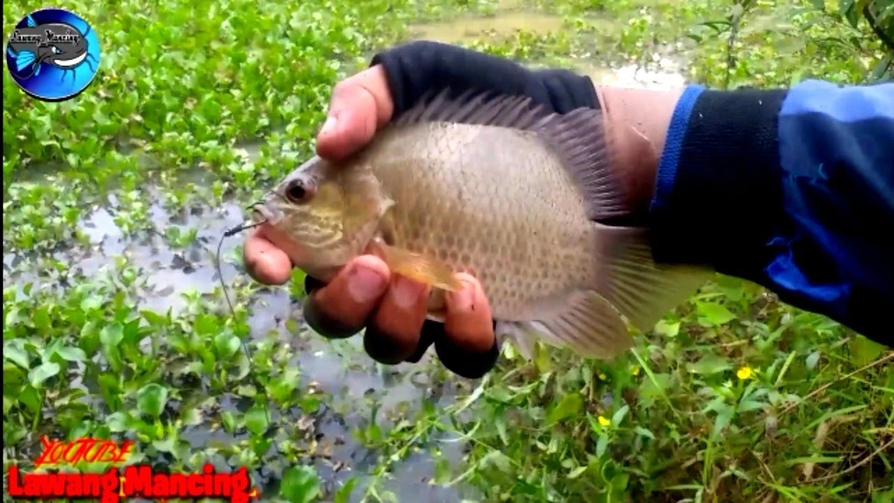 mancing ikan rawa paling gurih dan renyah, ikan keper/sekung , sungai ...