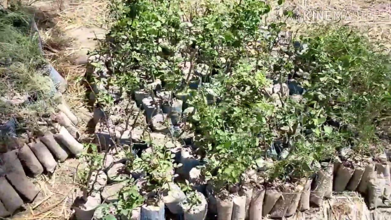 Drip irrigation sytem in Pakistani Desert - YouTube