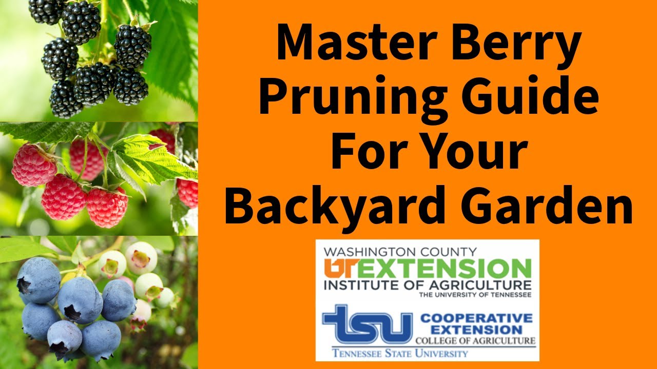 Master Berry Pruning Guide For Your Backyard Garden - YouTube