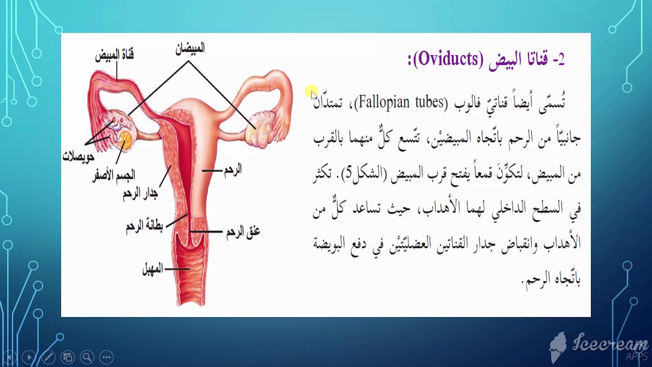 عاشر أحياء الجهاز التناسلي الأنثوي Youtube