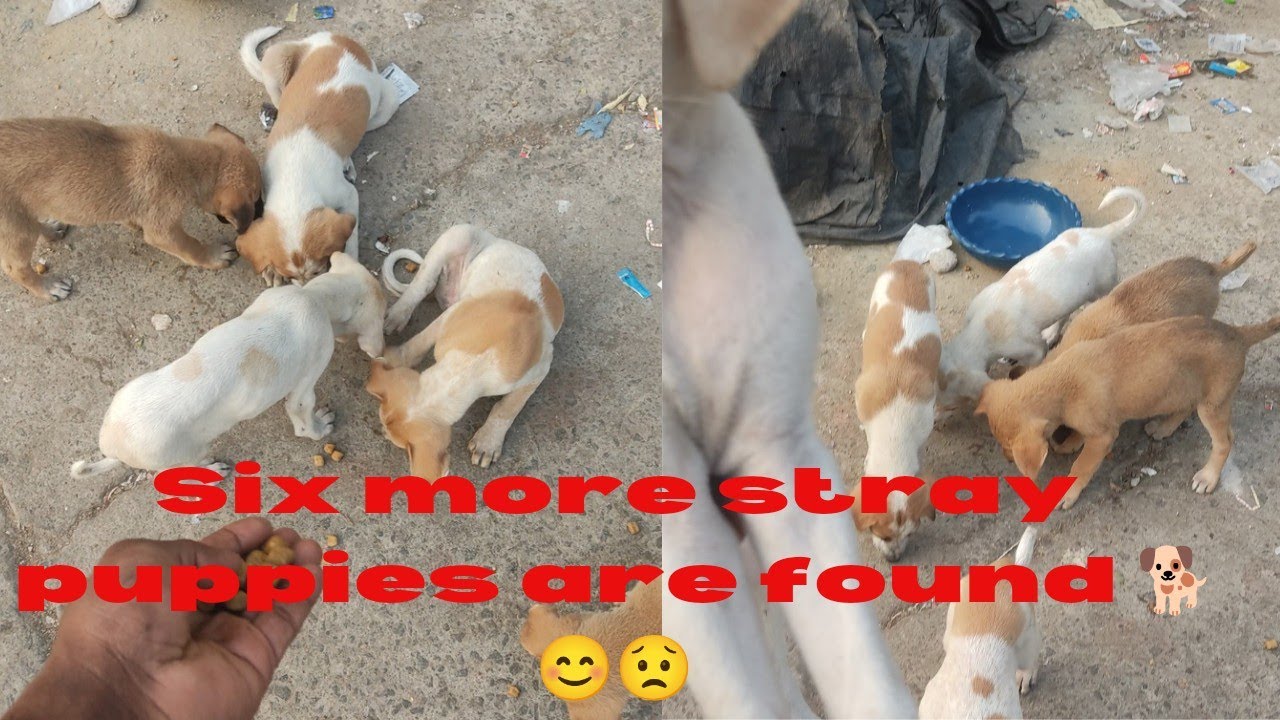 Six new puppies are found🐕😮😍||#dogs #dog #doglover #straydogs #puppy # ...
