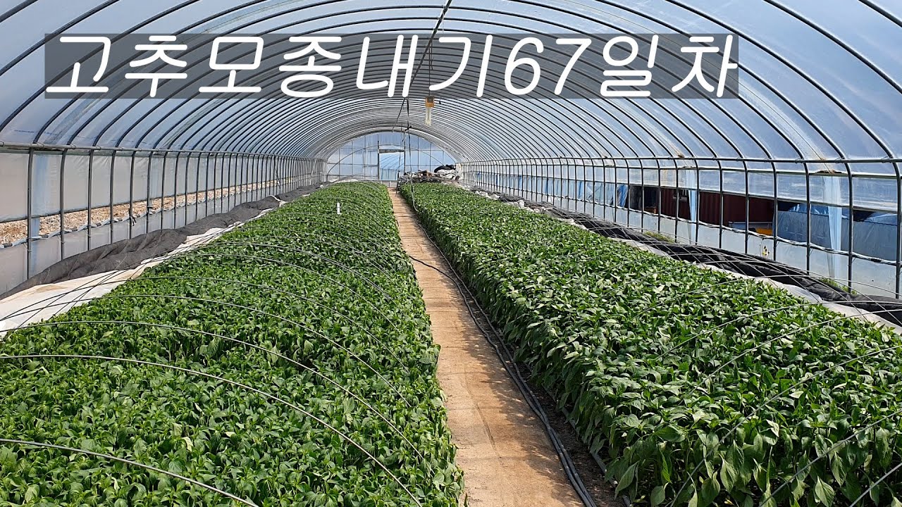 4월8일 고추모종내기67일차 모종이 좀 시들게 둡니다 뿌리가 밑으로 발달하게 하고 모종 웃자람방지를 위해서 날씨가 더워져
