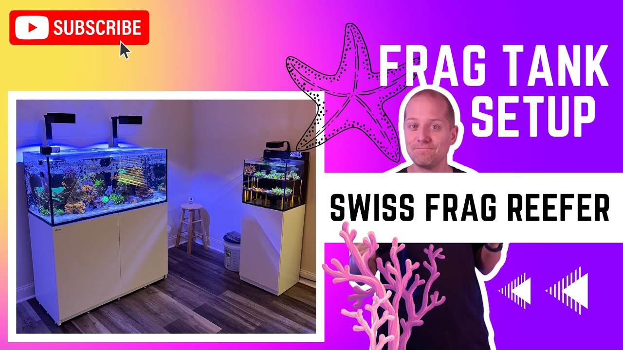 Frag Tank Setup (SPS Corals) - YouTube