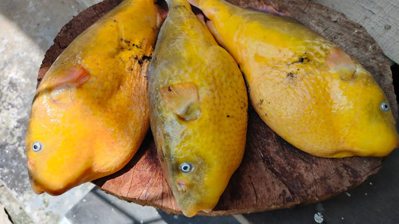 Pufferfish ,cara untuk siang dan masak ikan buntal.Awas sekiranya silap ...