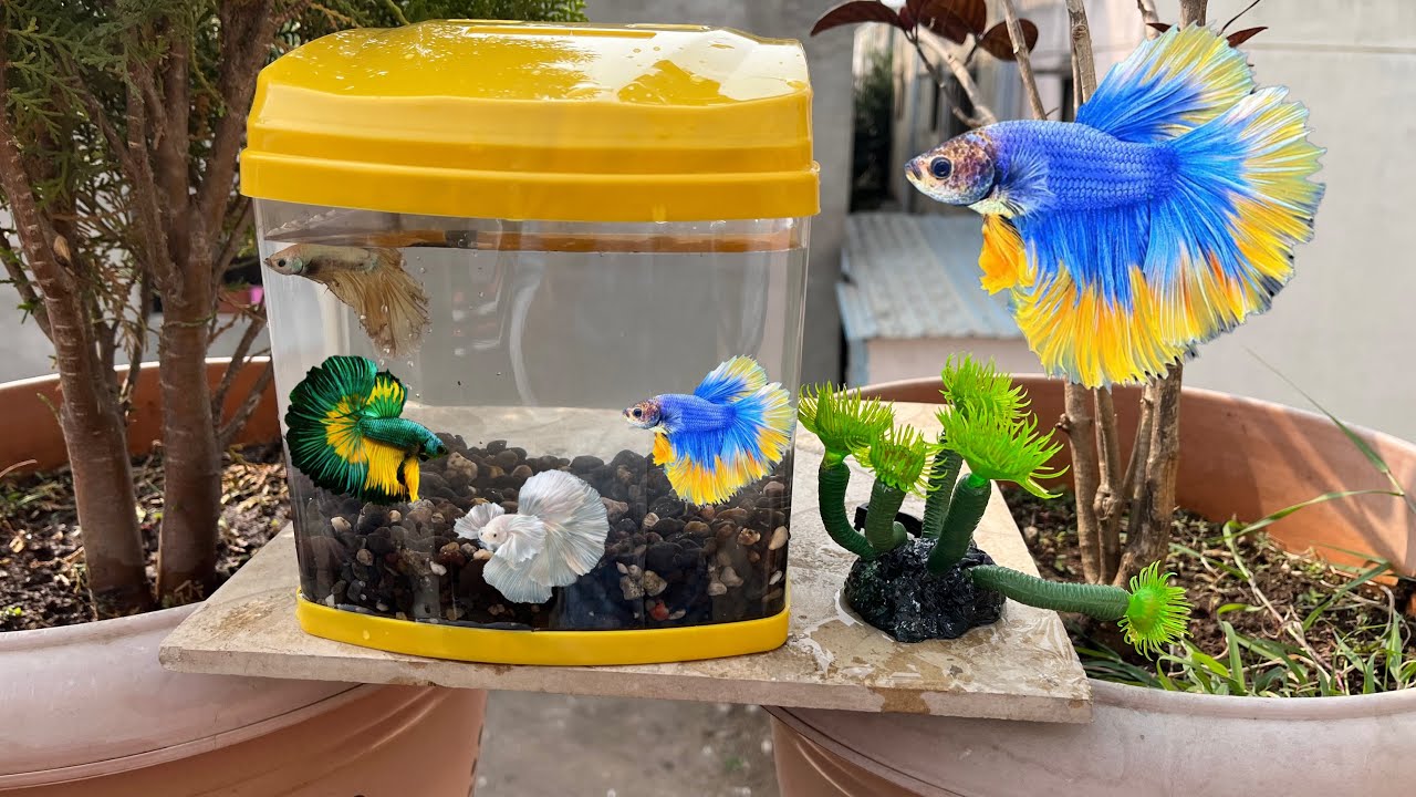 Mini Aquarium Beta Fish Setup #betafish - YouTube