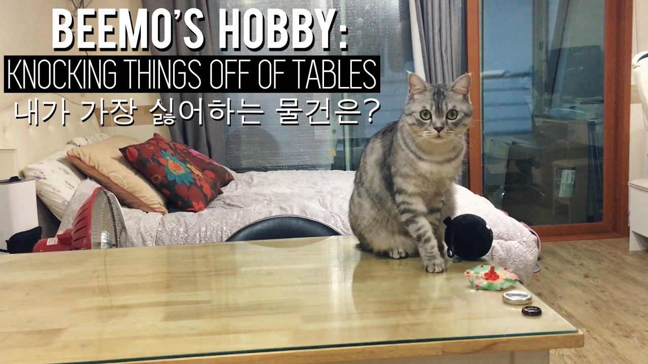 Cat Knocking Stuff off of a Table 고양이 비모가 가장 싫어하는 물건은? - YouTube