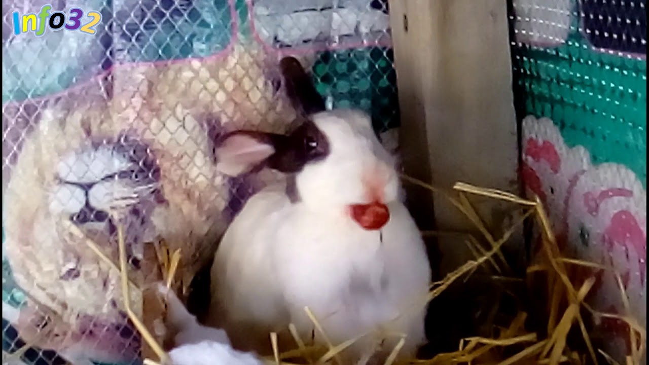 Rabbit Delivery - YouTube