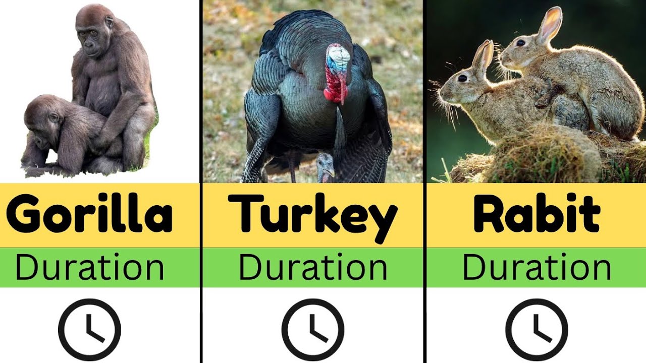 Which Animal Mates for Hours | And Which Finishes in Seconds ...