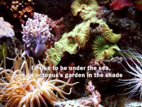THE BEATLES - Octopus's Garden (with lyrics) - YouTube