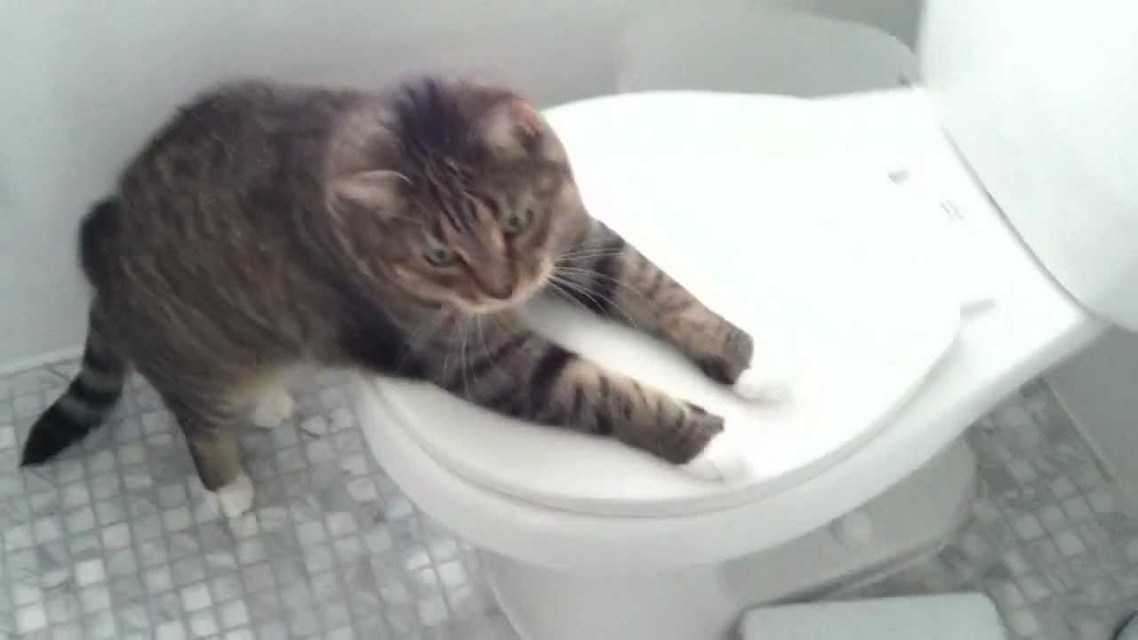 Q-tip game with my cat 2 - YouTube