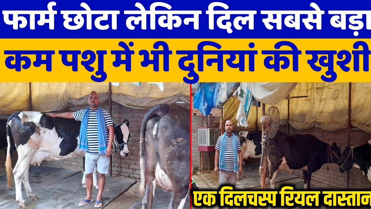 कितने जमीन से शुरू कर सकते है डेरी फार्म/Dairy farm bihar 2022/pure hf ...