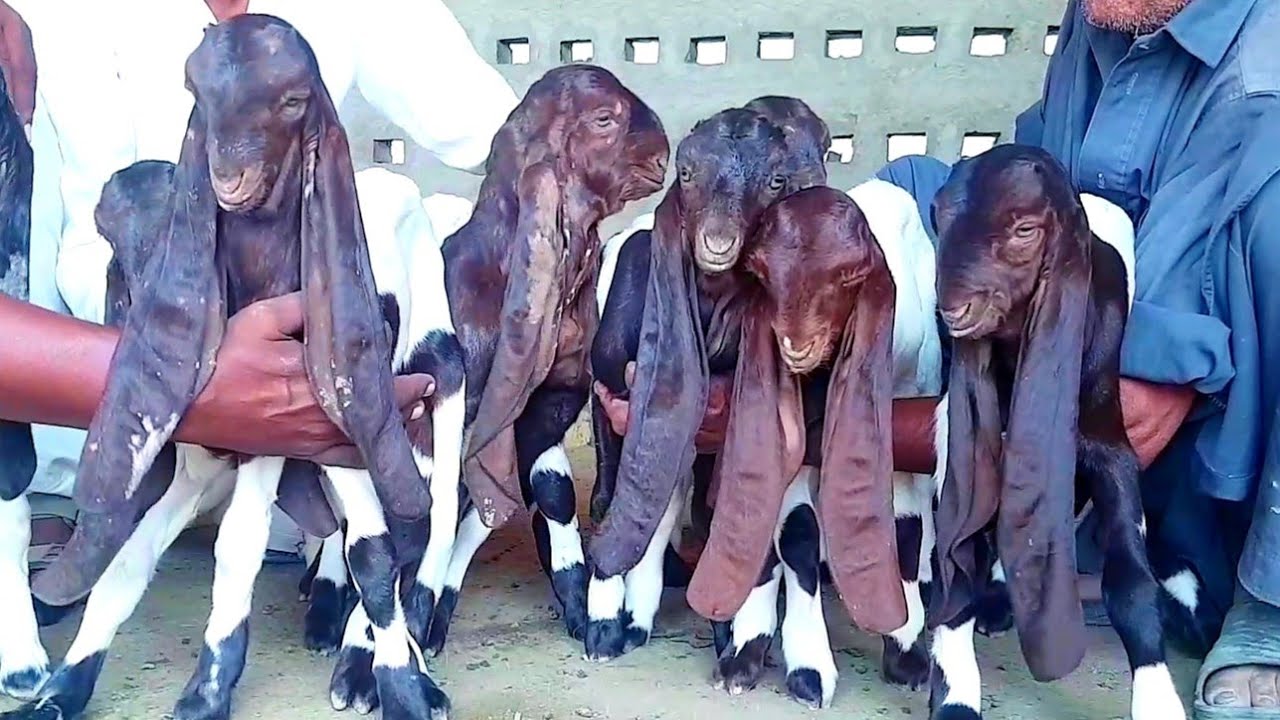 Pateri Goat|Documentary - YouTube