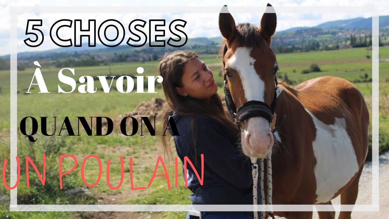 5 CHOSES À SAVOIR QUAND ON A UN POULAIN (selon moi) - YouTube