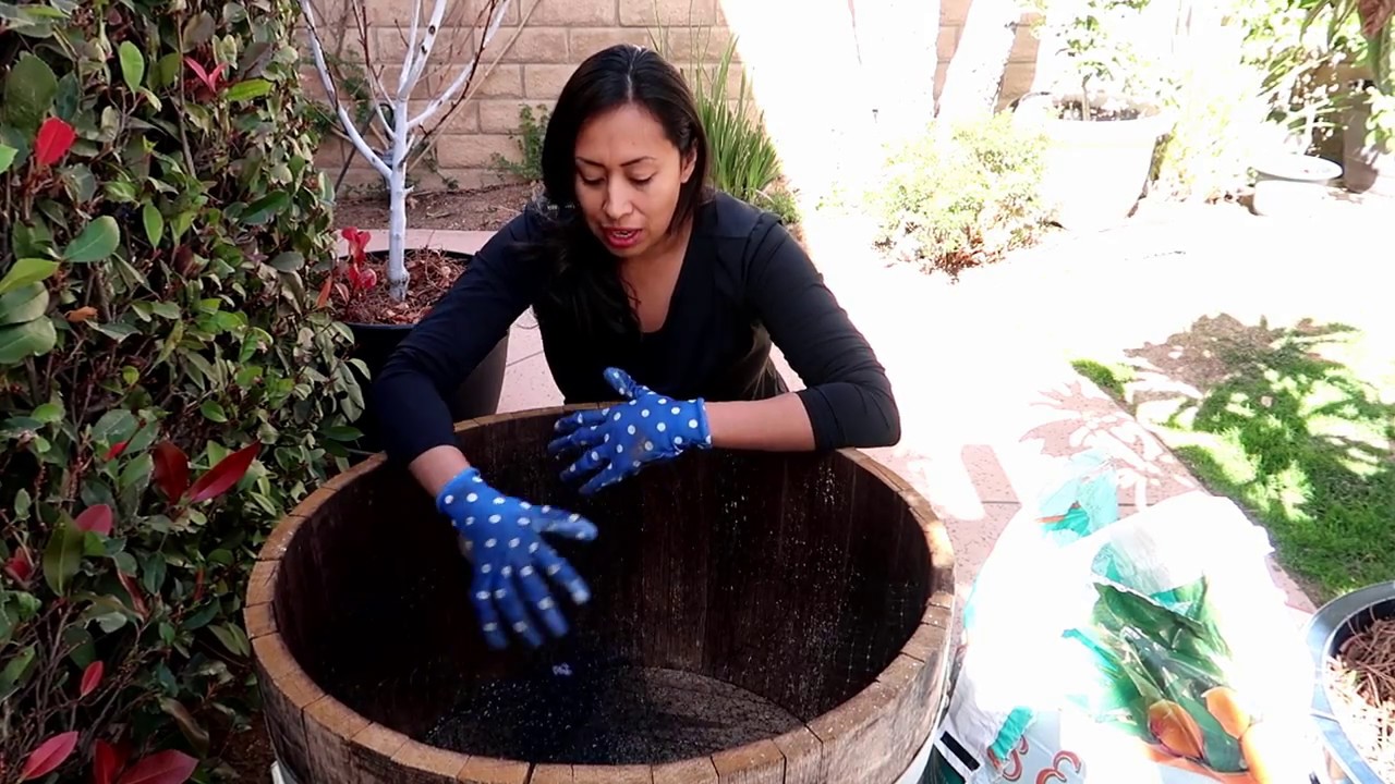 Growing Loquat in a Container ♡ Repotting My Loquat! ♡ Story about what ...