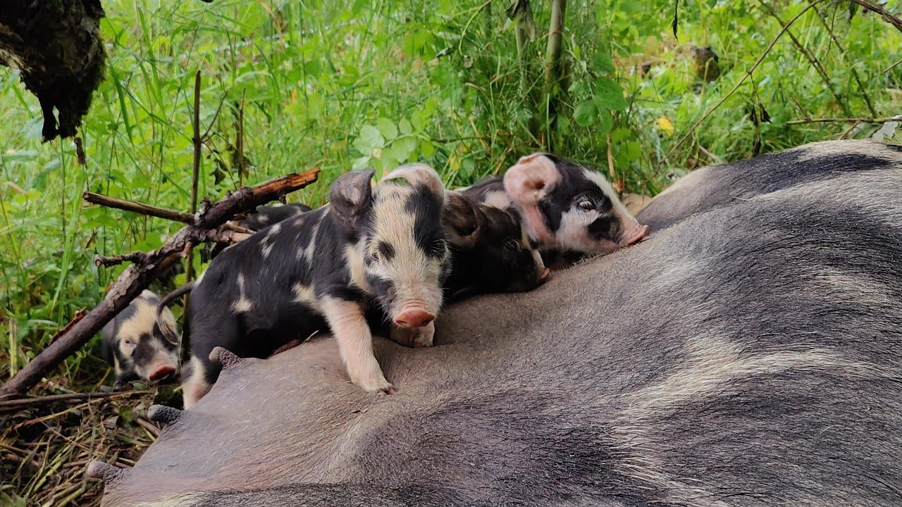 New life on the farm!!! (Piglets have just arrived) - YouTube