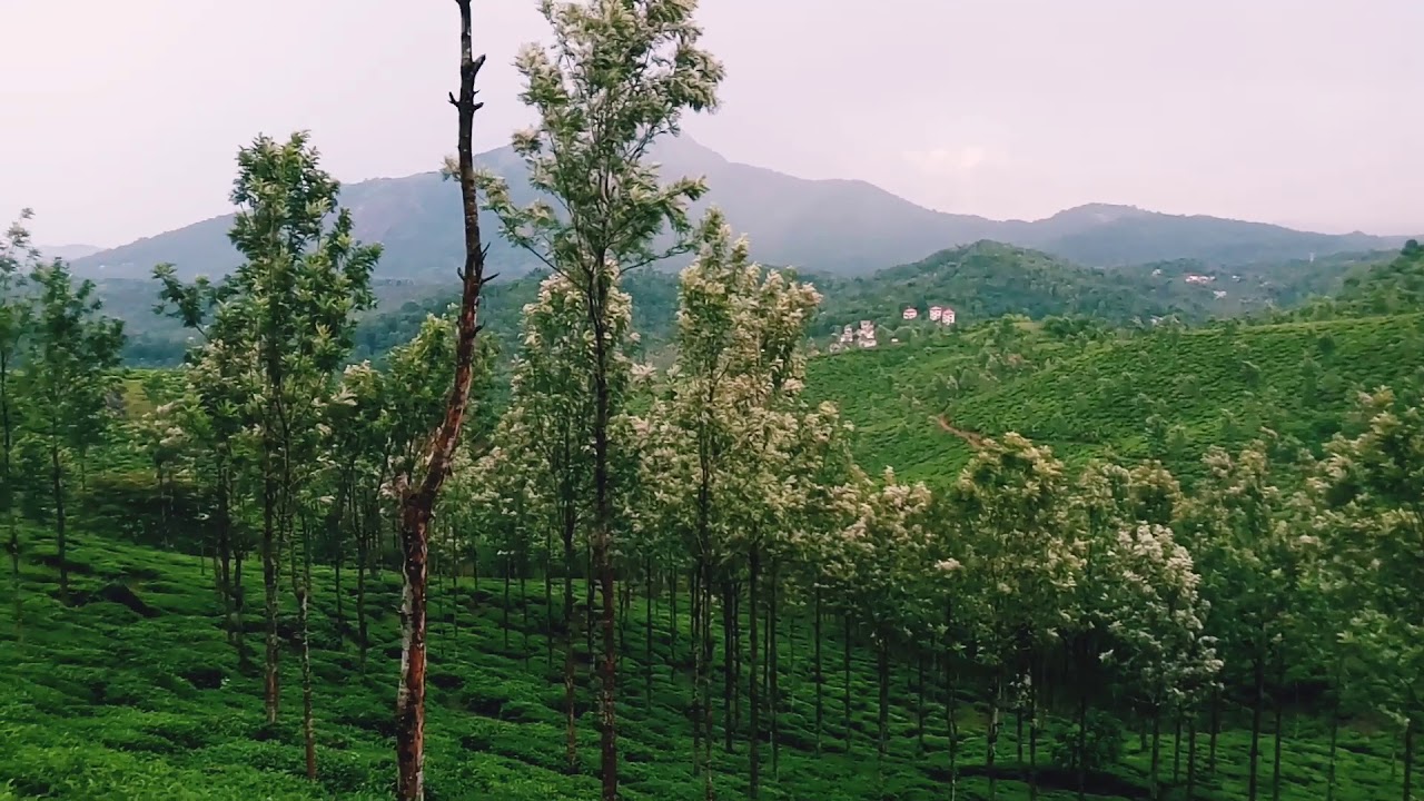 Wayanad theyila thottam | tea estate Wayanad | Wayanad Beauty - YouTube