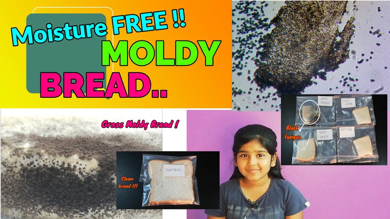 Science Experiment| Hi Kids, Let's Learn on (Moisture) Growing Mold ...