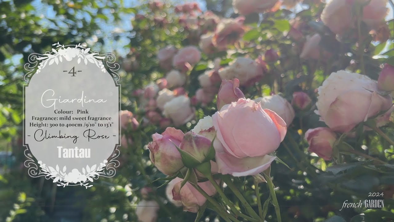 Giardina - Rosen Tantau ️Rose Christmas Countdown 2024 ️ 24 days of ...