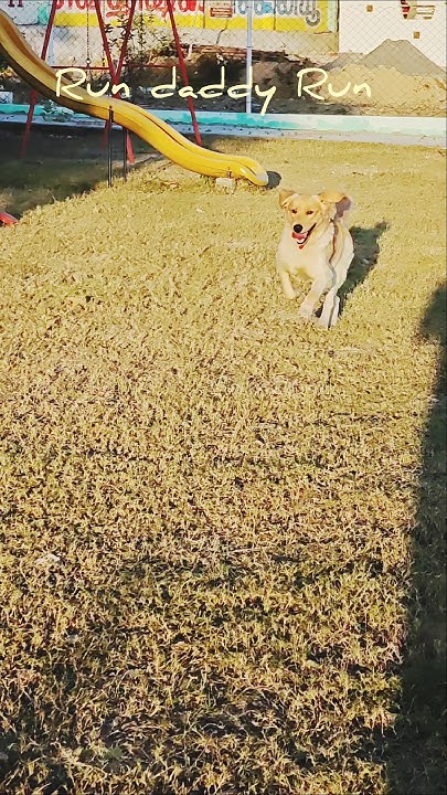 Run daddy Run #trending #puppy #goldenretrieverpuppy - YouTube