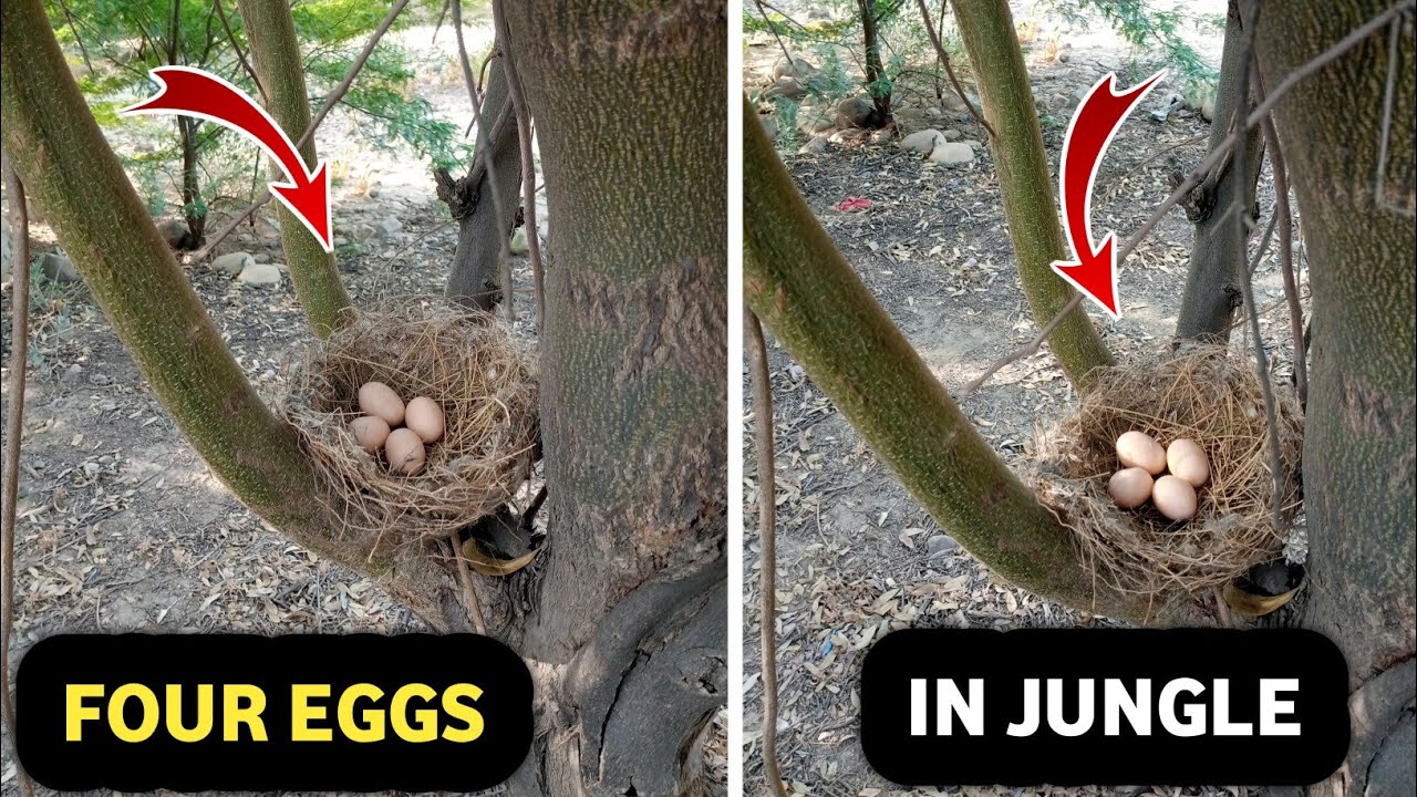 Four beautiful bird eggs very interesting video💏💏Wow//Birds Aninals ...