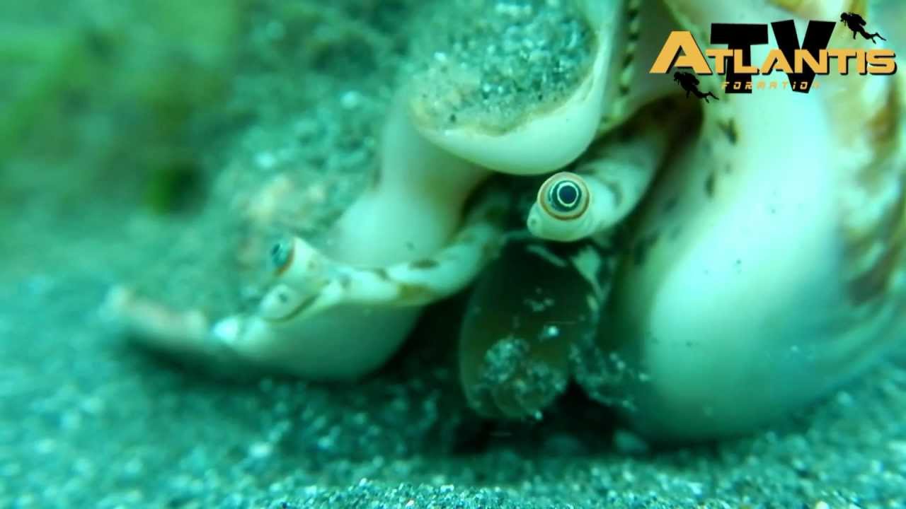 Atlantis TV - 02- STROMBUS [Le Strombe] Famille des Lambis - YouTube