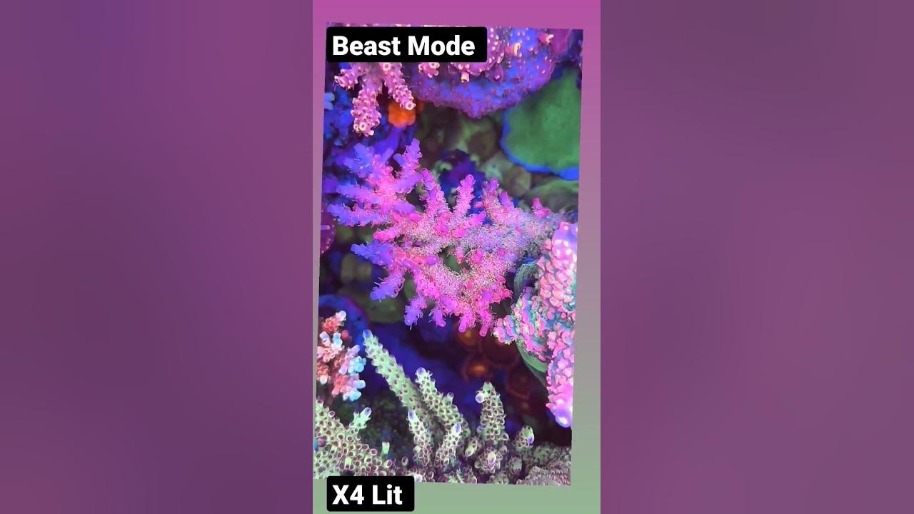 beast-mode-on-the-illumagic-x4-makes-corals-pop-youtube