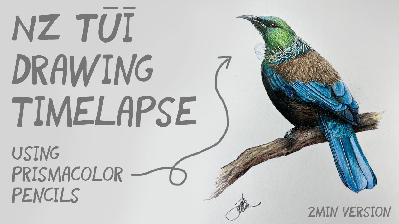 NZ Tui time lapse (2min version) - YouTube
