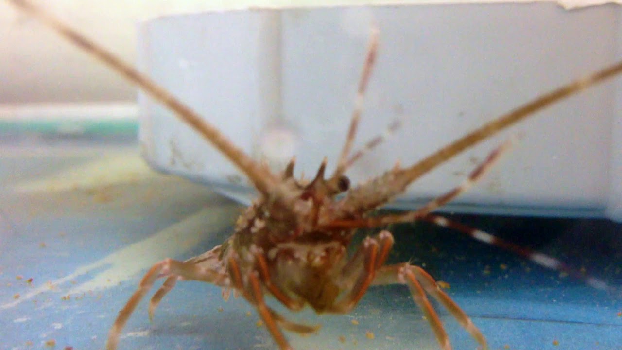 Lobster juvenile feed on LobGrow moist diet - YouTube