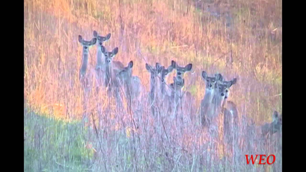 Most Amazing Hunting deer hunting clip - YouTube