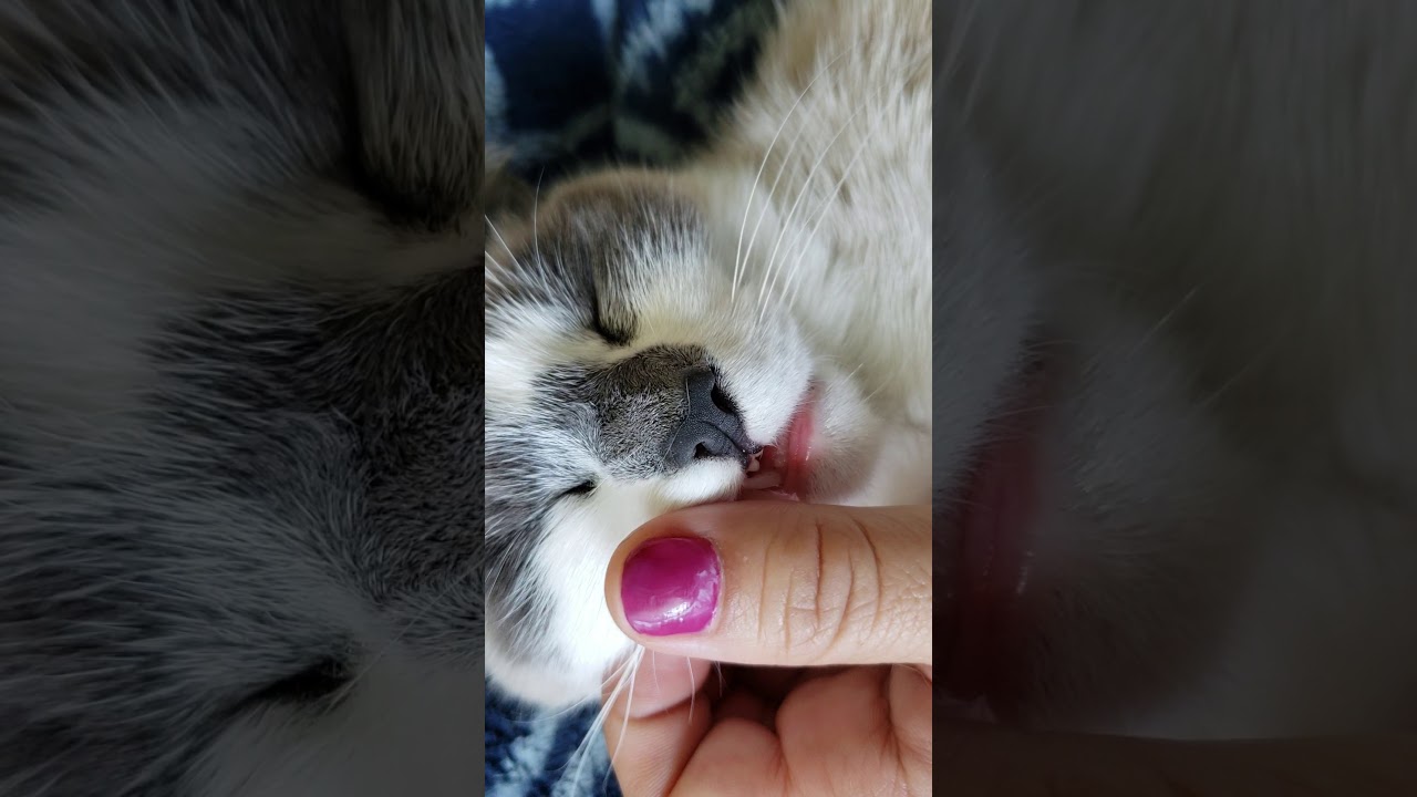 Umi the cat face massage 7.19.2018 - YouTube