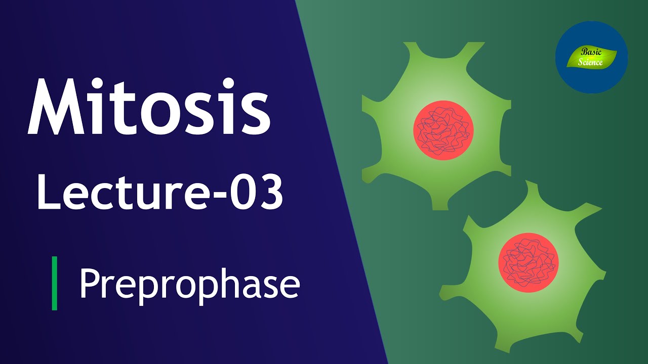 Mitosis Lecture-03 | Preprophase| Mitosis | Cell Division | Cell ...
